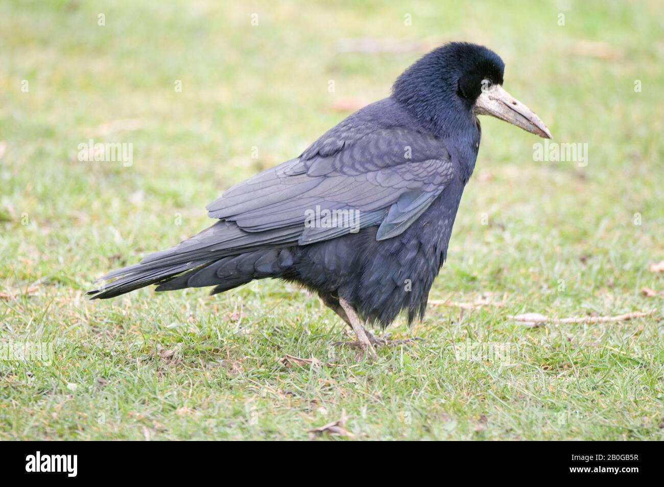 Pasture grubs hi-res stock photography and images - Alamy