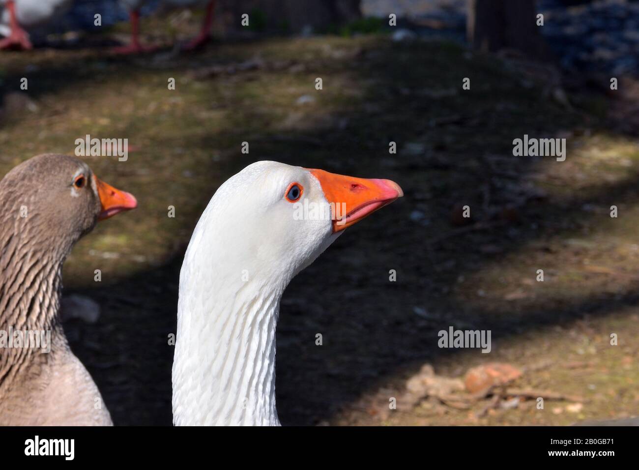 Fattened goose hi-res stock photography and images - Alamy