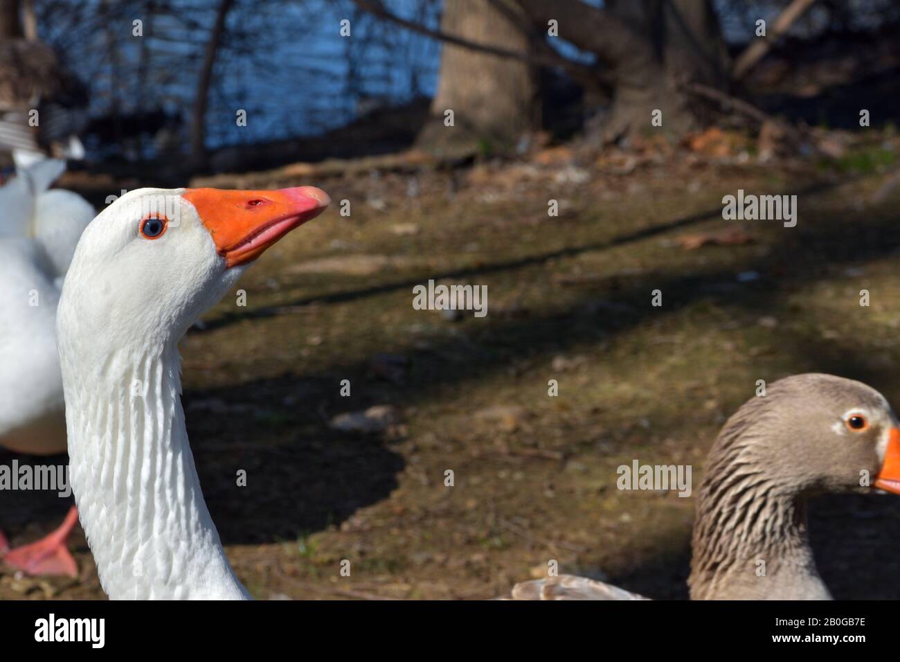 Fattened goose hi-res stock photography and images - Alamy