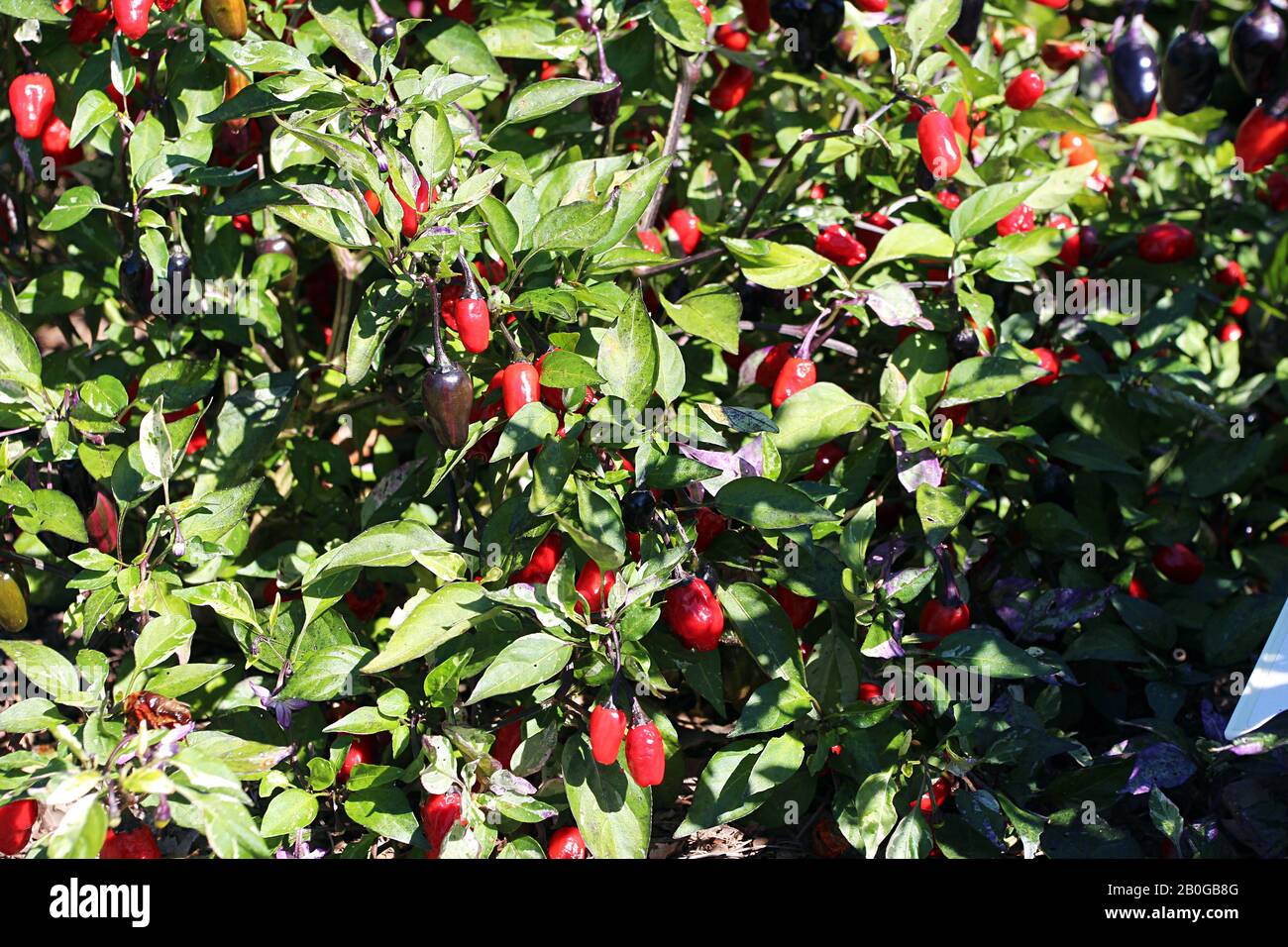 Ornamental pepper hi-res stock photography and images - Alamy