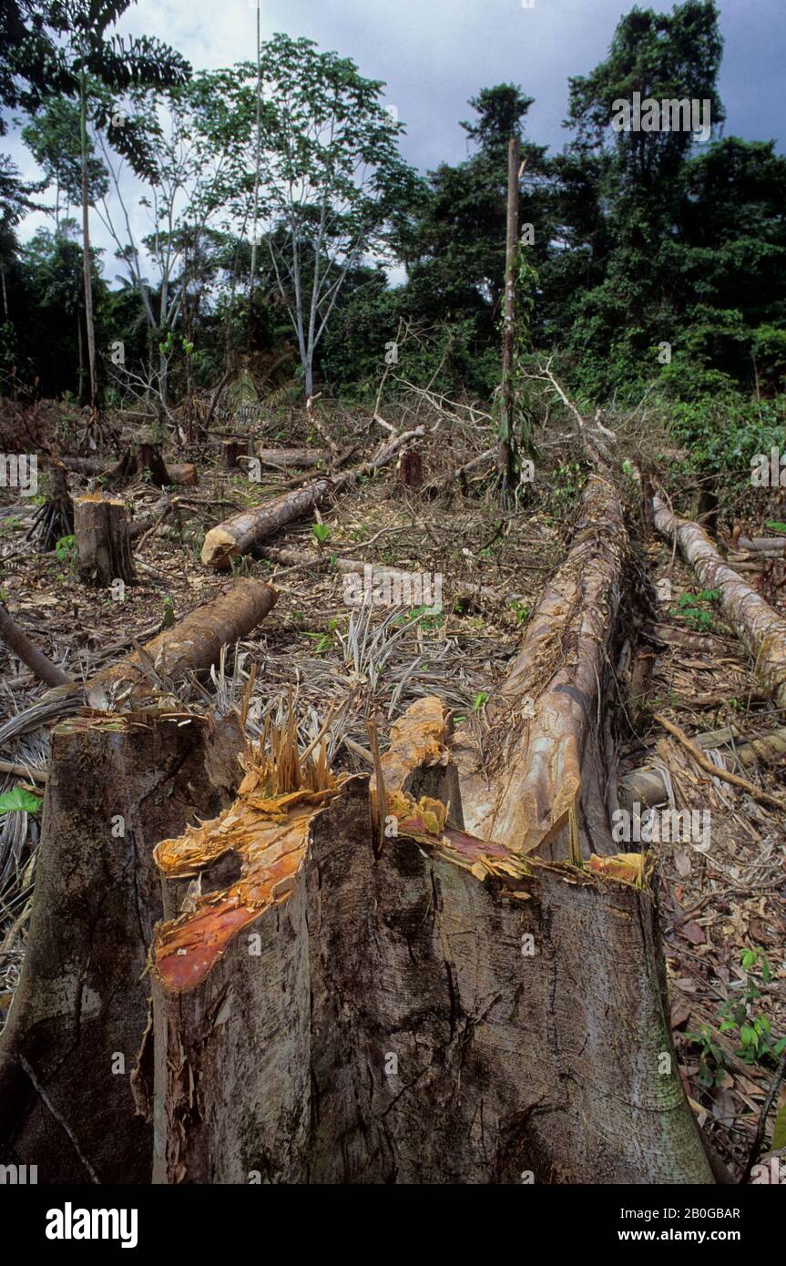 Slash and burn farming amazon hi-res stock photography and images - Alamy