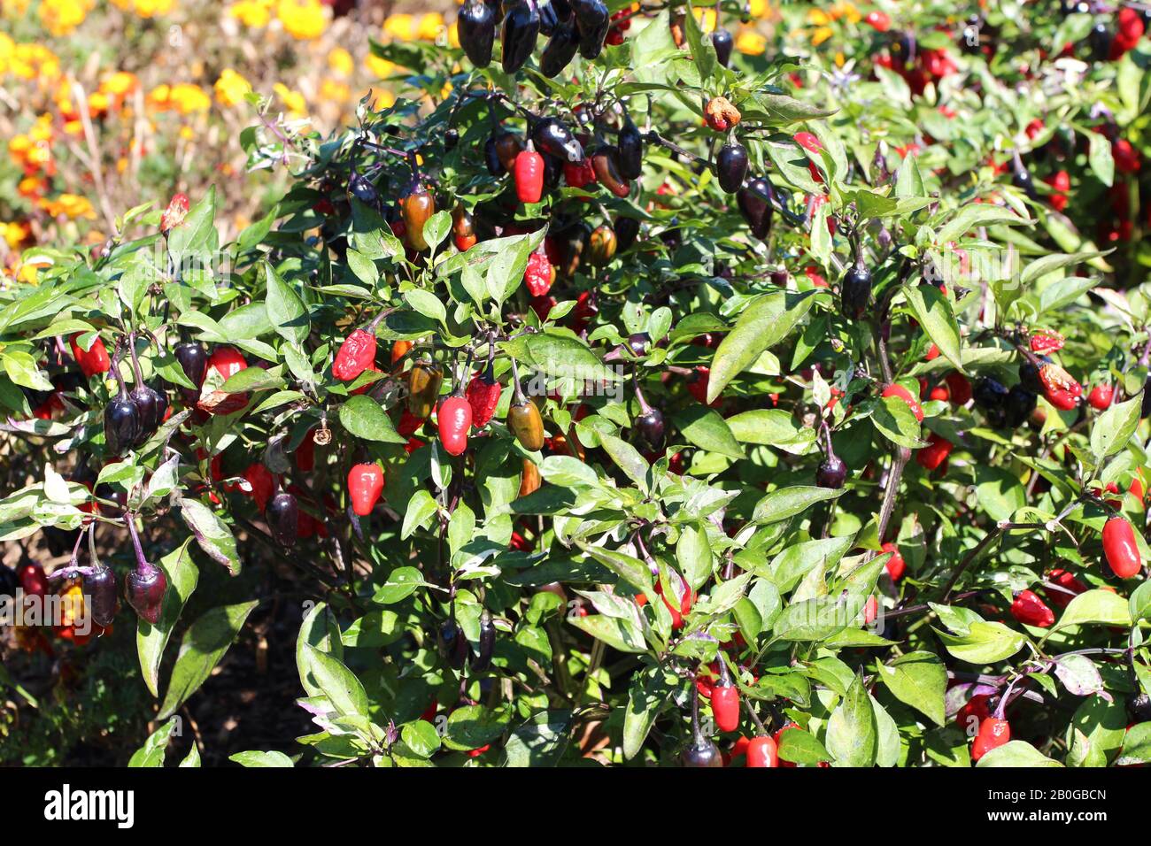 Ornamental pepper hi-res stock photography and images - Alamy