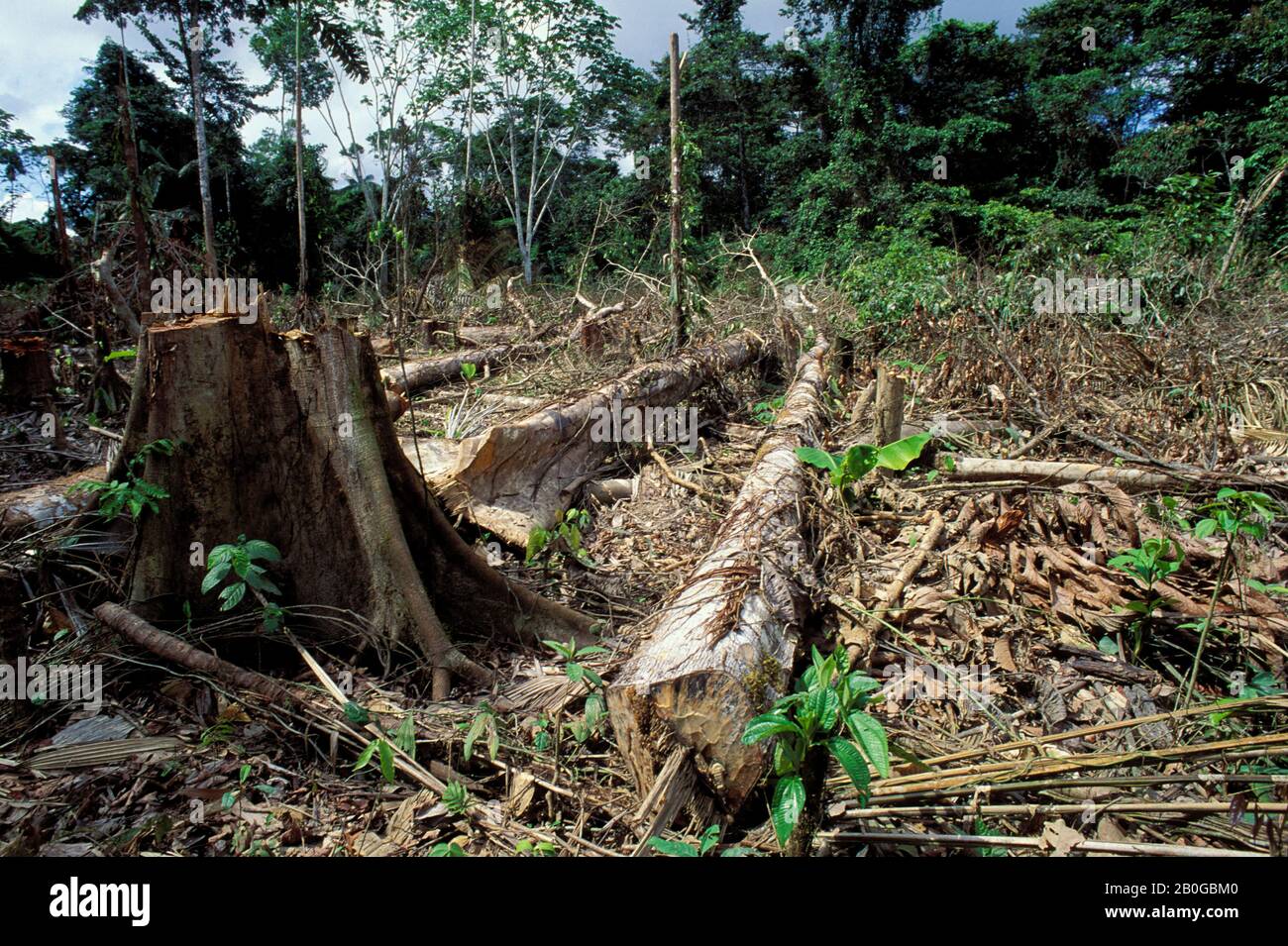 Amazon rainforest logging hi-res stock photography and images - Alamy