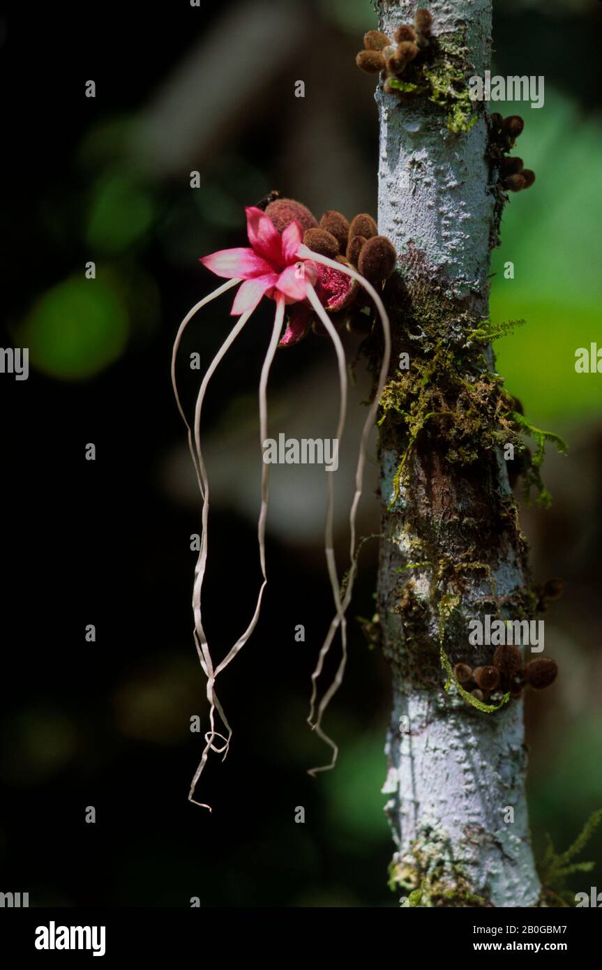 Wild Cacao Tree High Resolution Stock Photography and Images - Alamy