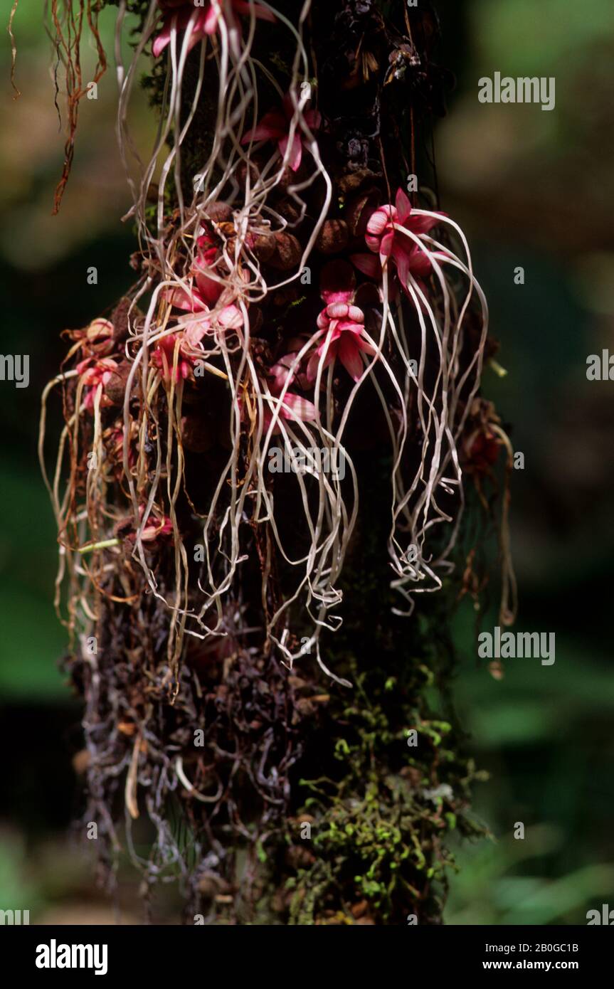 ECUADOR, AMAZON BASIN, NEAR COCA, RAIN FOREST, WILD CACAO FLOWERS Stock ...