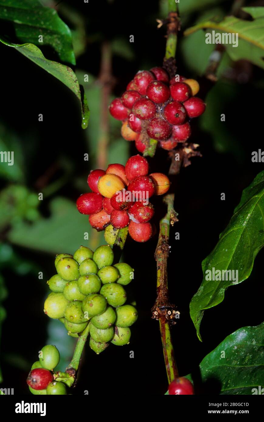 Ecuadorian coffee hi-res stock photography and images - Alamy