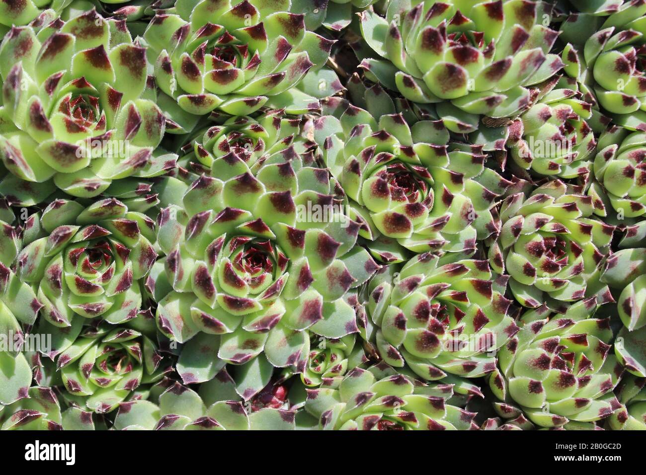 The picture shows houseleek in the garden Stock Photo - Alamy