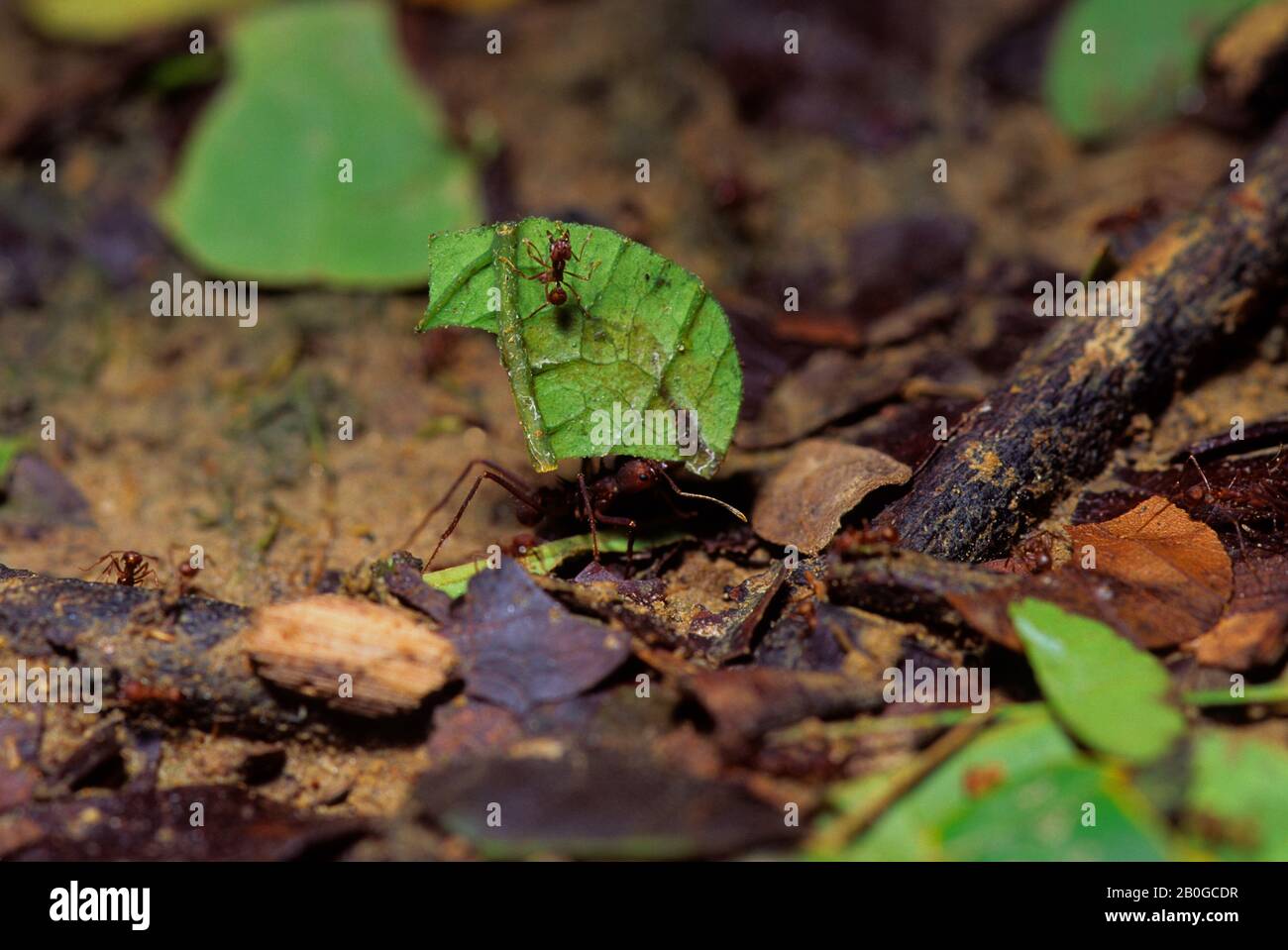 ECUADOR, AMAZON BASIN, NEAR COCA, RAIN FOREST, LEAF-CUTTER ANTS Stock ...