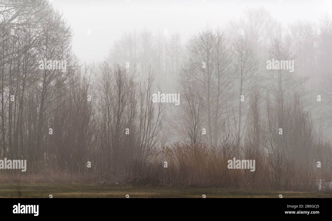 Nature reserve with reed and bare trees in mist Stock Photo - Alamy