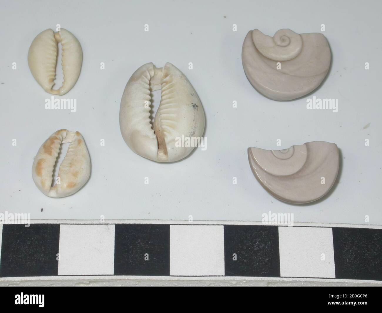 Fossil no 3 hi-res stock photography and images - Alamy