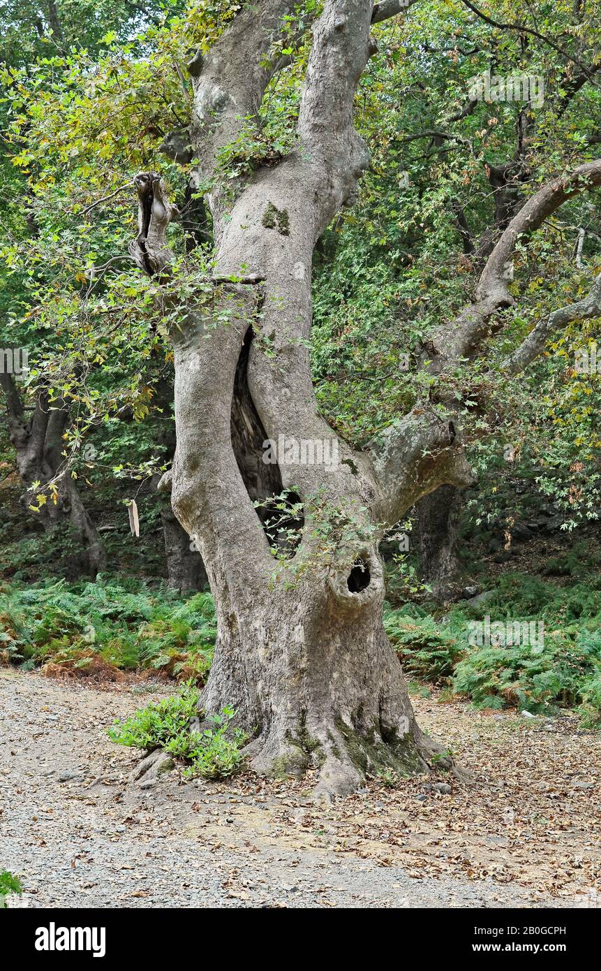 Greece, Samothrace, old plane tree Stock Photo - Alamy