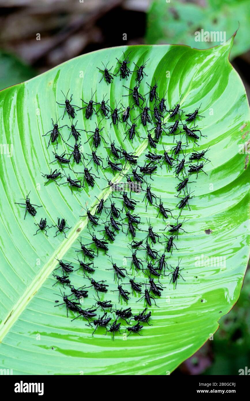 Amazon basin rainforest insects hi-res stock photography and images - Alamy