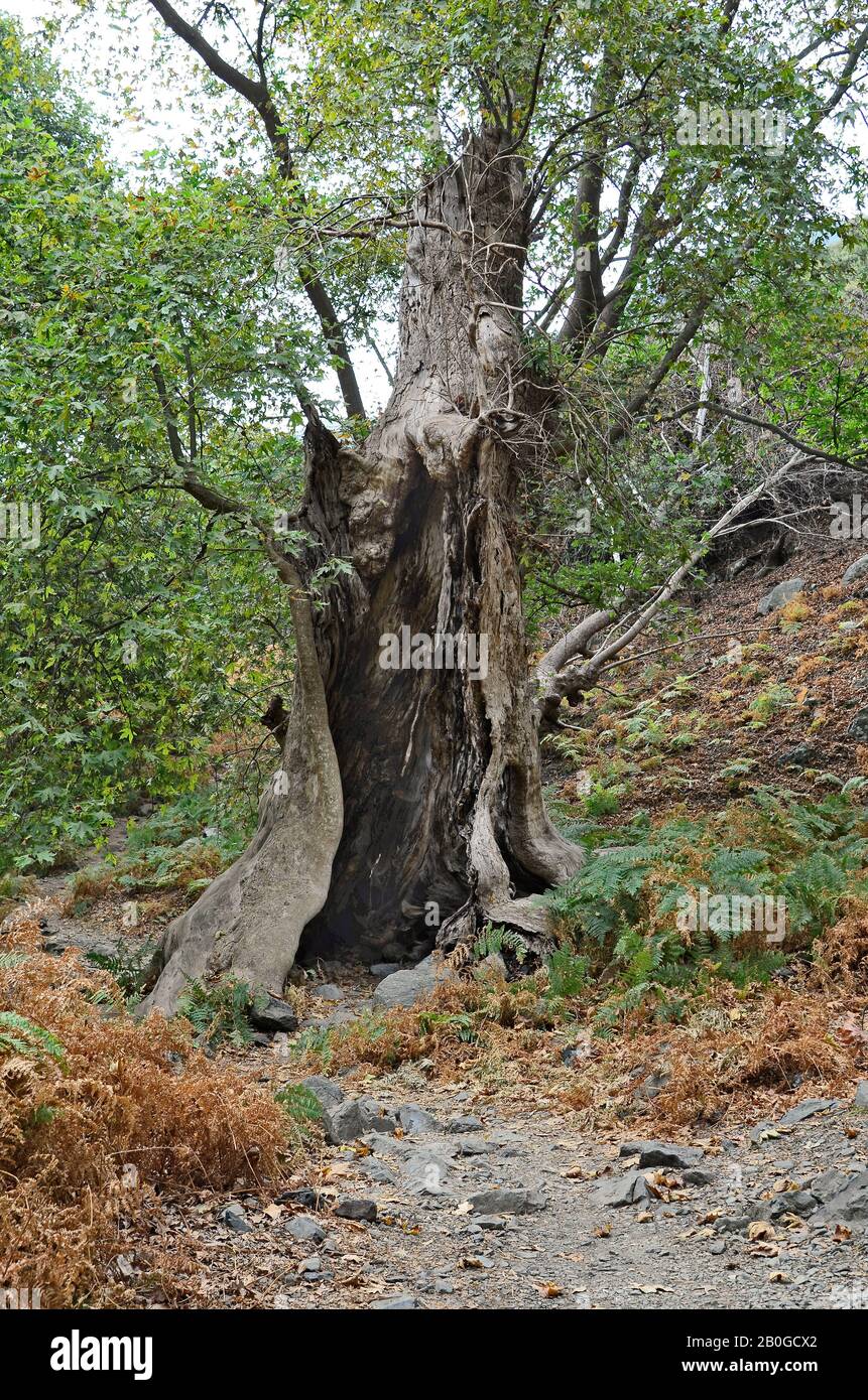Greece, Samothrace, old plane tree Stock Photo - Alamy