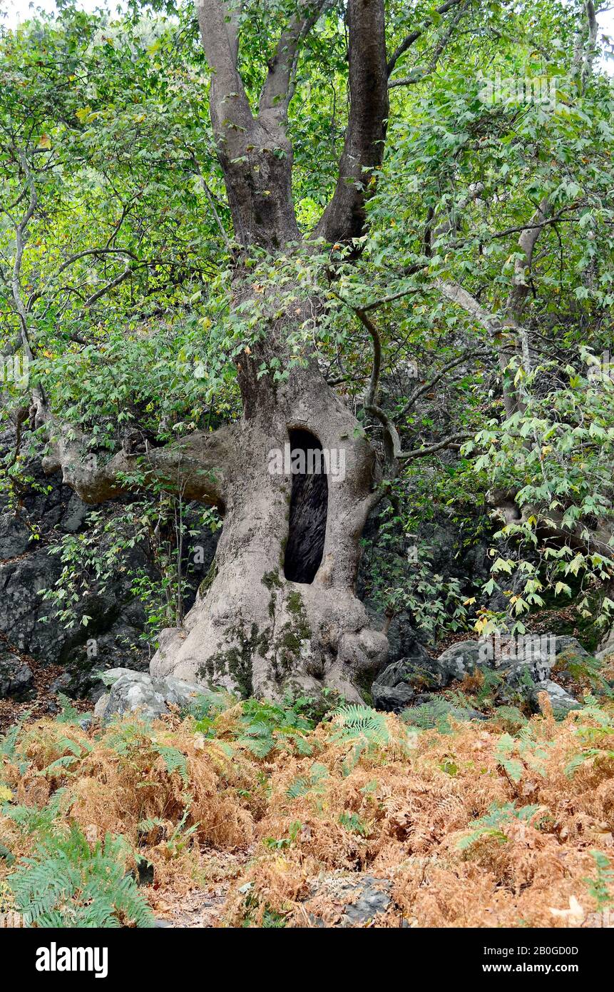 Greece, Samothrace , plane tree with hole in trunk Stock Photo - Alamy