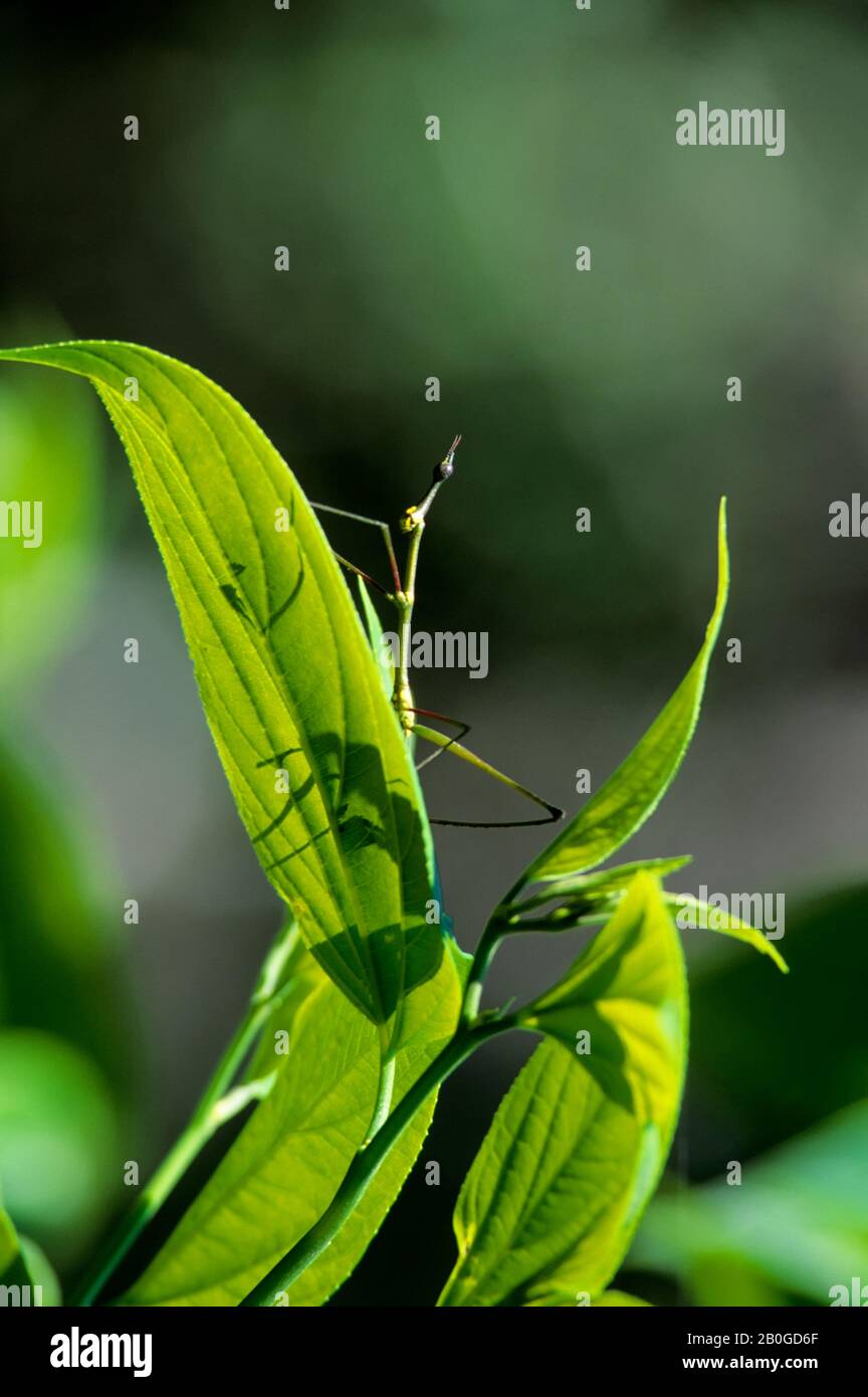 Ecuador stick insect hi-res stock photography and images - Alamy