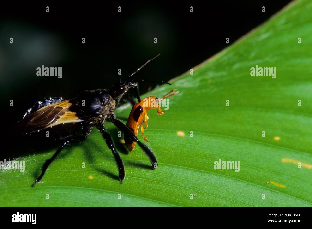 ECUADOR, AMAZON BASIN, NEAR COCA, RAIN FOREST, SPIDER-LIKE INSECT ...