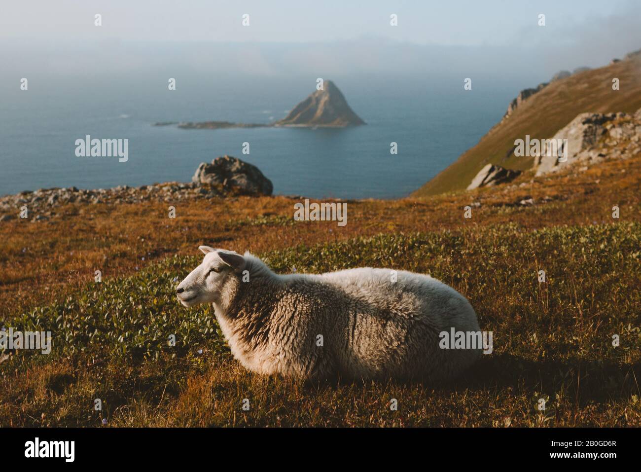 Sheep relaxing on mountain with sea landscape in Norway Stock Photo - Alamy