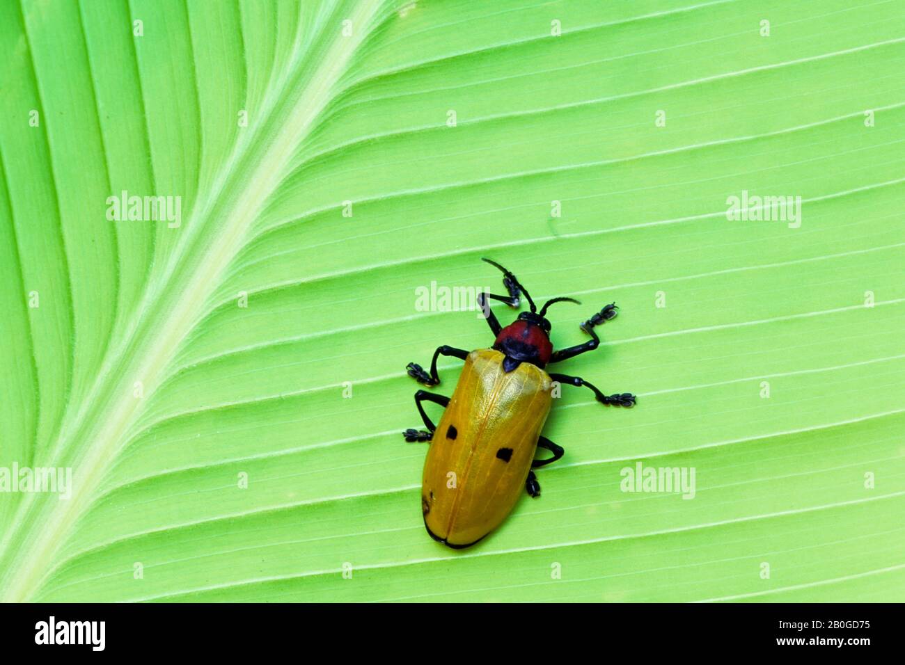 Amazon rain forest beetle hi-res stock photography and images - Alamy