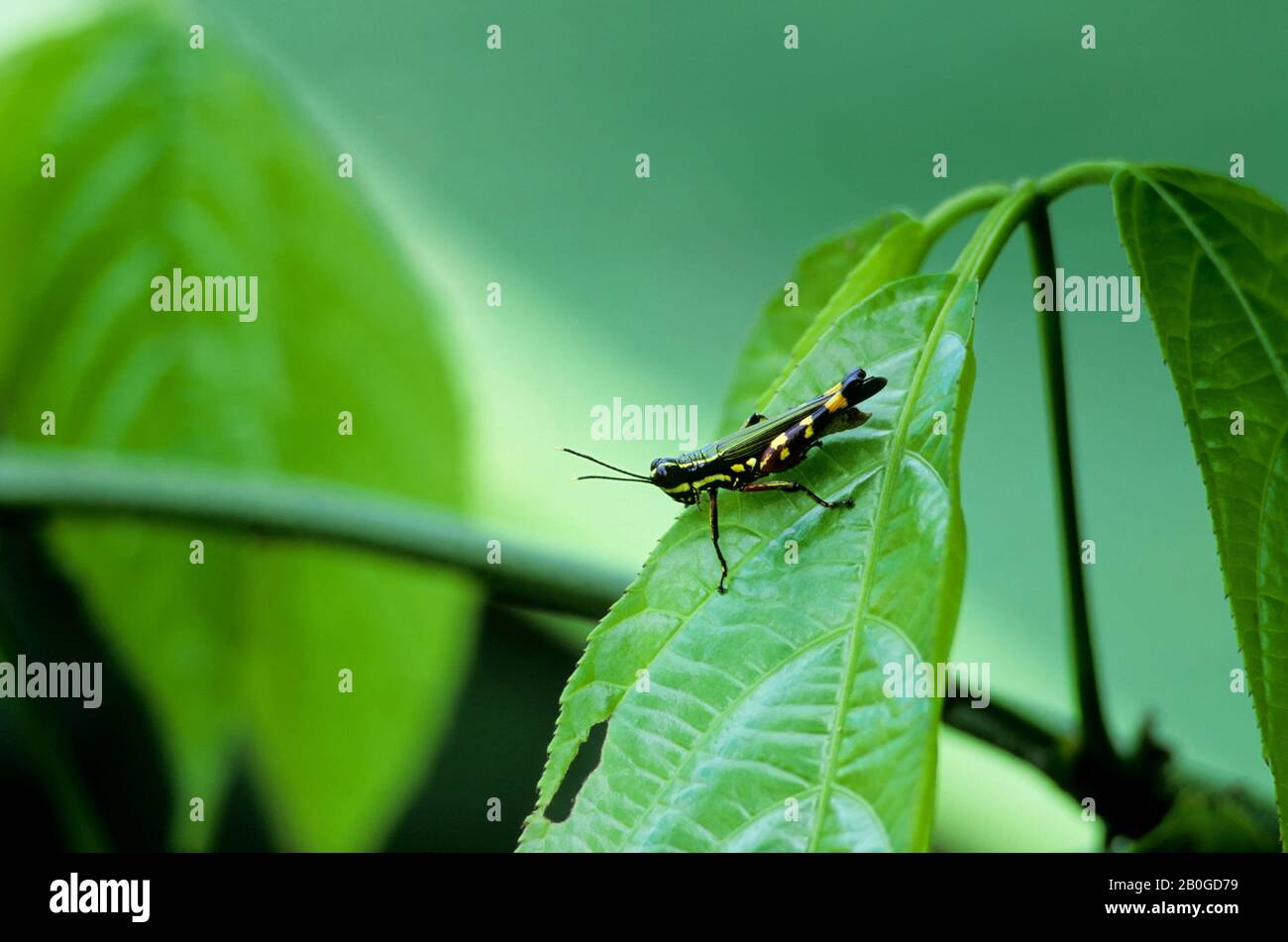 Amazon basin rainforest insects hi-res stock photography and images - Alamy
