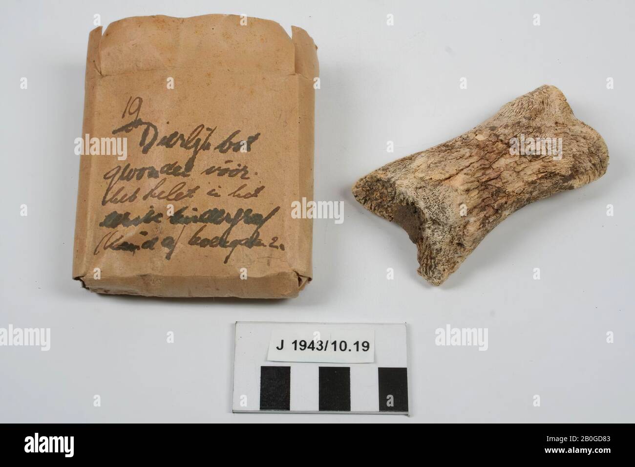 Bone in a box with text: 19. Animal bone found for the skeleton in the ...