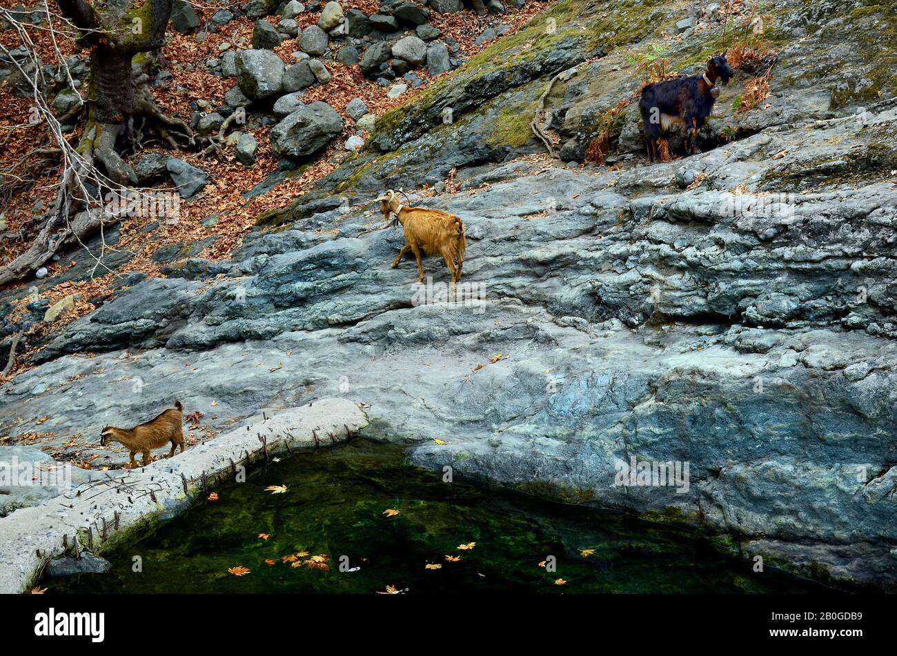 Greece, Samothrace island, goats on pond of Gria-Vathra waterfall Stock ...