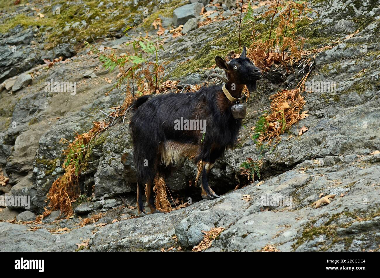 Goat island greece hi-res stock photography and images - Alamy