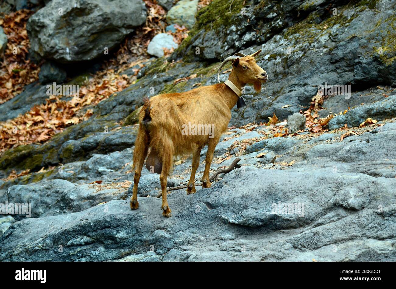 Greece, Samothrace island, goat on rocks Stock Photo - Alamy