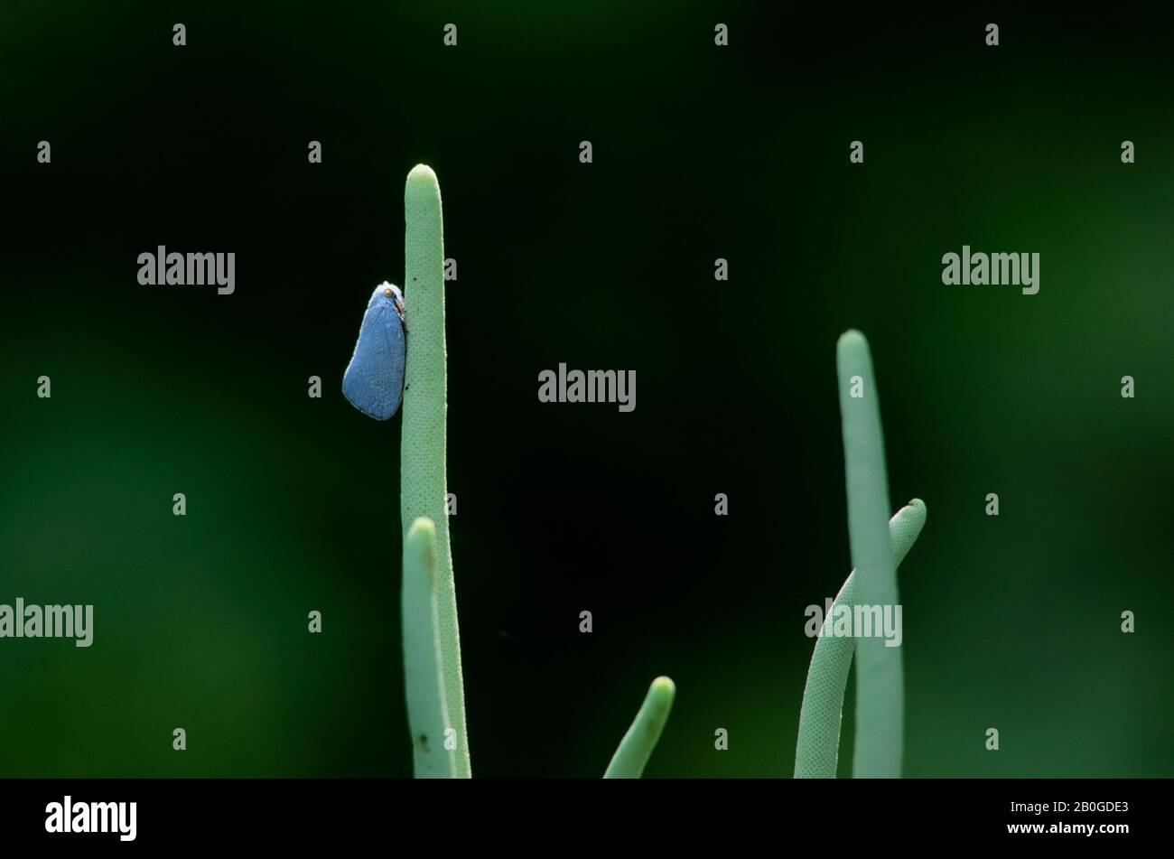 Amazon rainforest moth hi-res stock photography and images - Alamy