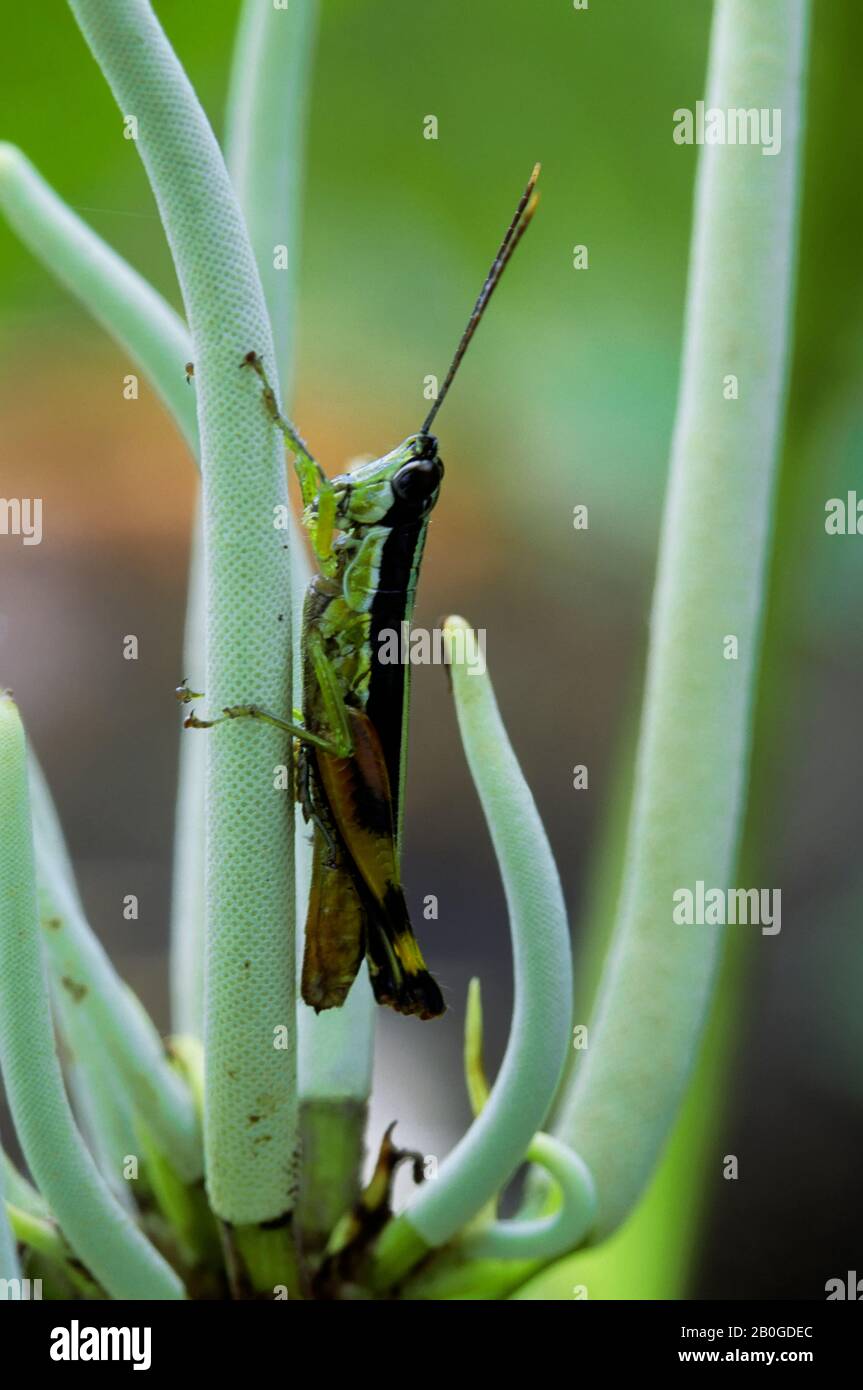Amazon basin rainforest insects hi-res stock photography and images - Alamy