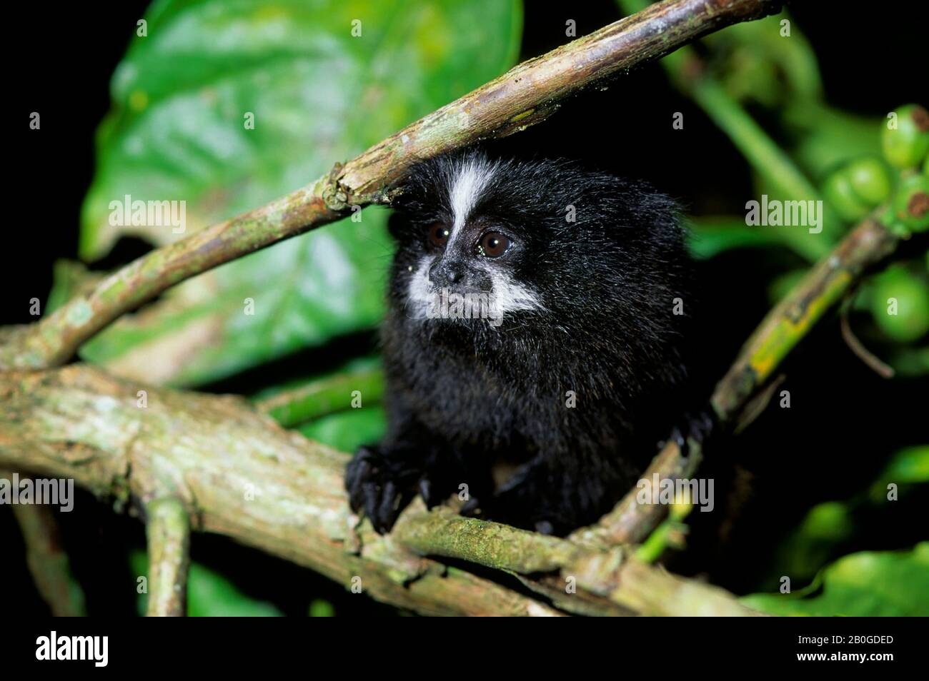 ECUADOR, AMAZON BASIN, NEAR COCA, RAIN FOREST, BLACK-MANTLED TAMARIN ...