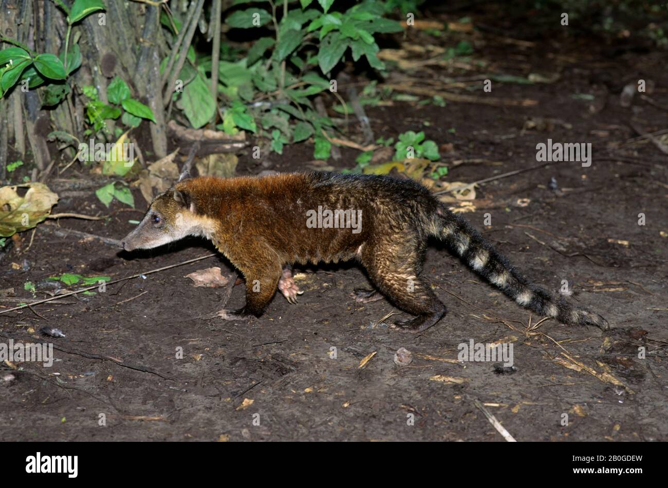ECUADOR, AMAZON BASIN, NEAR COCA, RAIN FOREST, COATI, Nasua nasua Stock ...