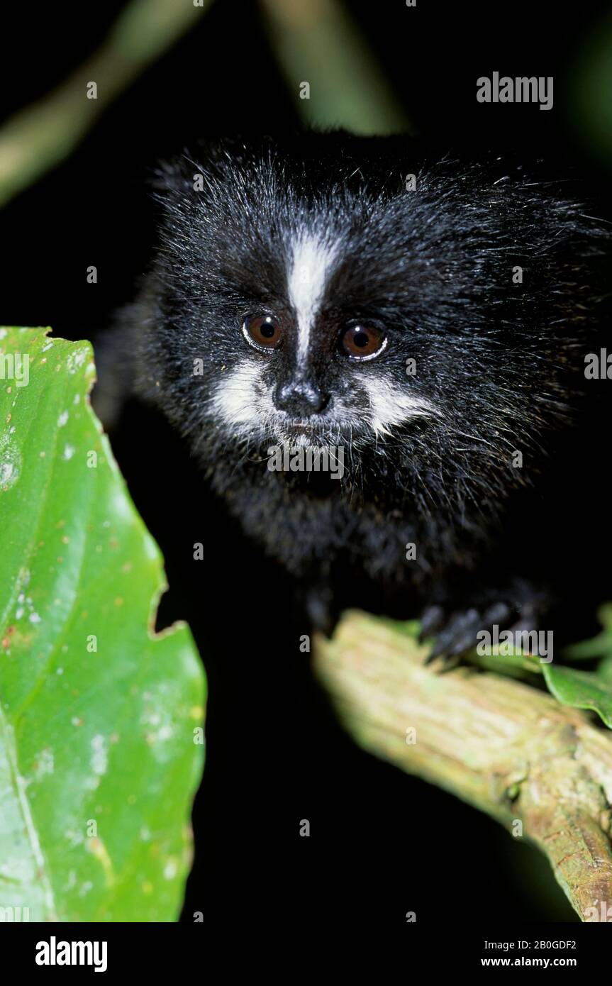 ECUADOR, AMAZON BASIN, NEAR COCA, RAIN FOREST, BLACK-MANTLED TAMARIN ...