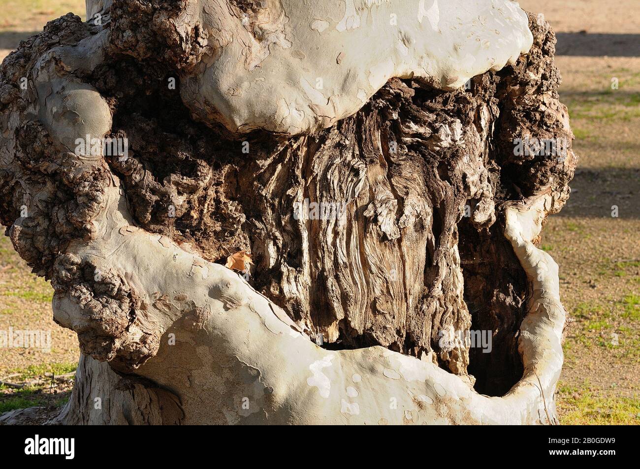 Broken tree in Aranjuez gardens, Spain Stock Photo - Alamy