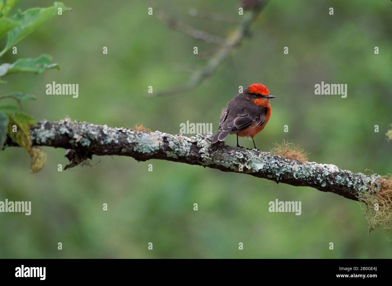 ECUADOR, GALAPAGOS ISLAND, ISABELA IS., ALCEDO VOLCANO, VERMILLION ...