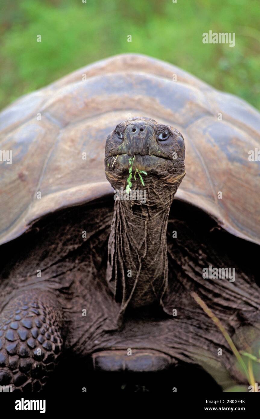 ECUADOR, GALAPAGOS ISLAND, ISABELA IS., ALCEDO VOLCANO, GIANT TORTOISE ...