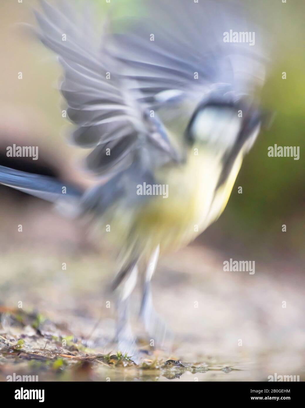 Great tit bird taking off Stock Photo - Alamy