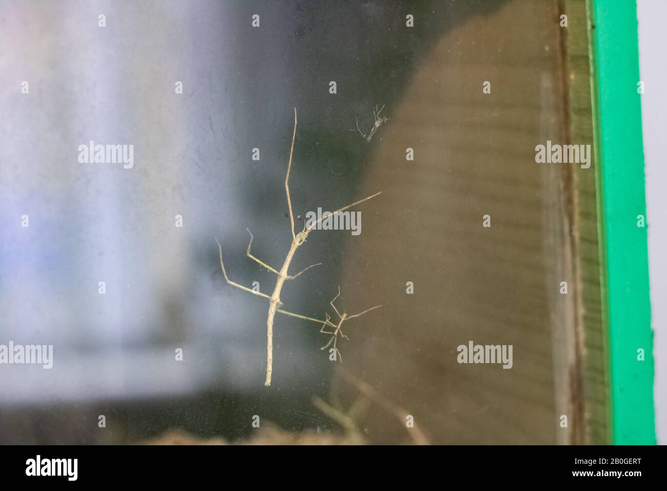 Phasmatidae hi-res stock photography and images - Alamy