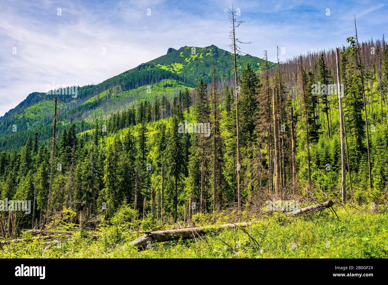 Bialka tatrzanska hi-res stock photography and images - Alamy