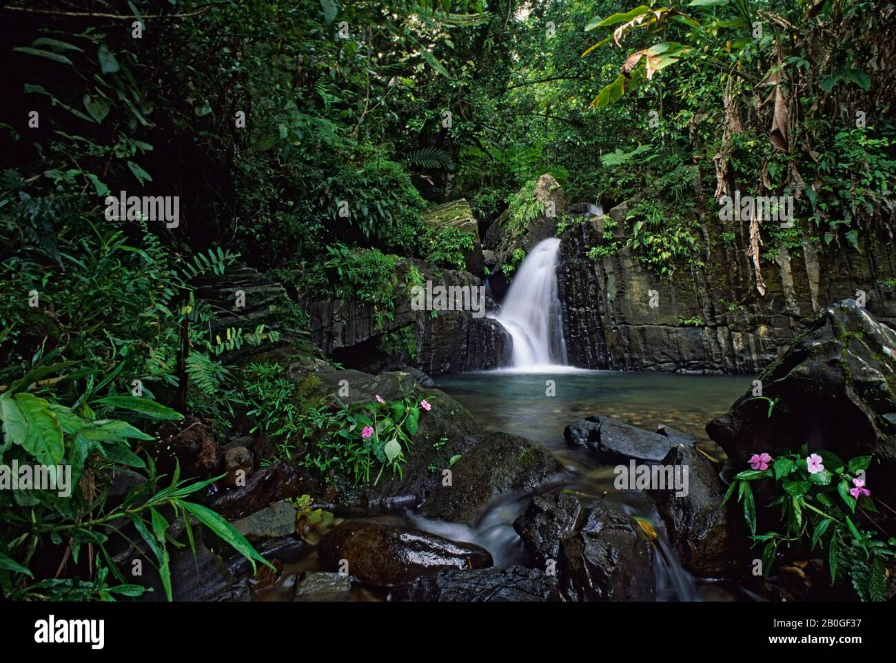PUERTO RICO, EL YUNQUE RAIN FOREST, WATERFALL, IMPATIENS Stock Photo ...
