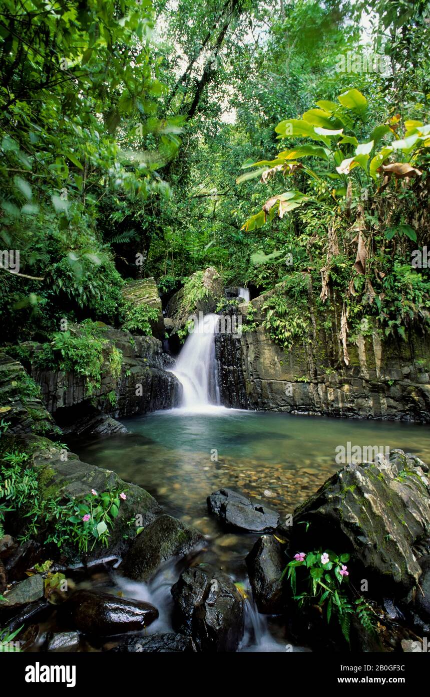 PUERTO RICO, EL YUNQUE RAIN FOREST, WATERFALL Stock Photo - Alamy