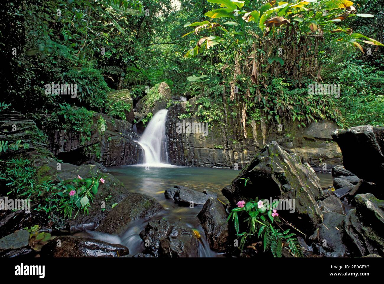 PUERTO RICO, EL YUNQUE RAIN FOREST, WATERFALL, IMPATIENS Stock Photo ...