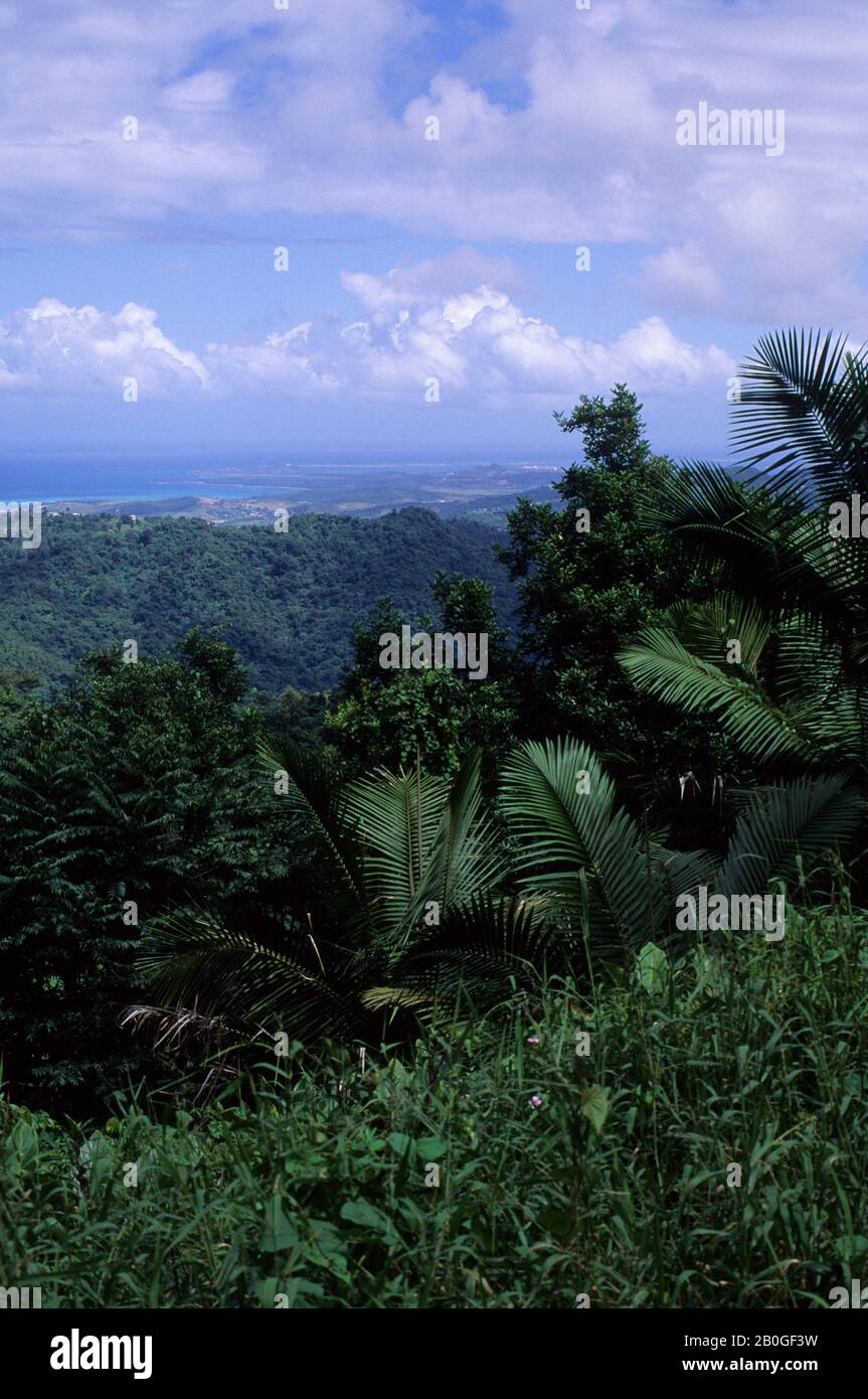 PUERTO RICO, EL YUNQUE RAIN FOREST, OVERVIEW Stock Photo - Alamy