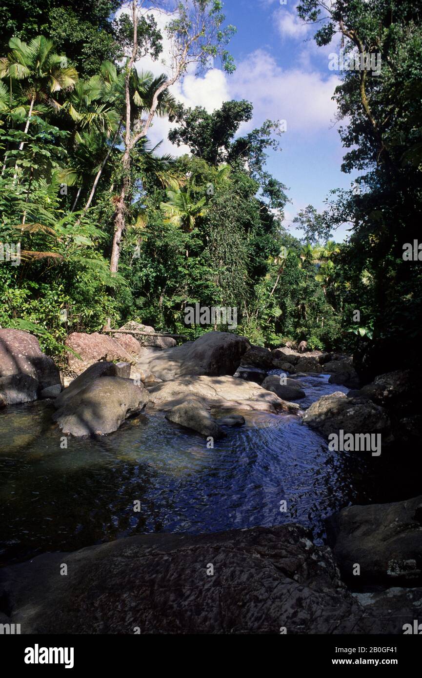 PUERTO RICO, EL YUNQUE RAIN FOREST, TROPICAL VEGETATION, CREEK Stock ...