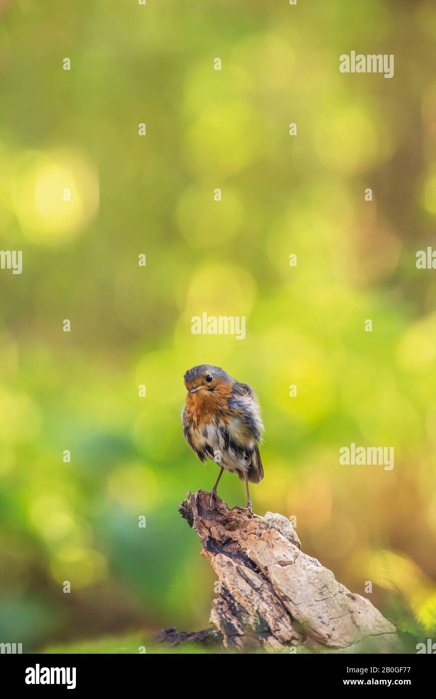 Young robin bird on tree stump in sunny forest Stock Photo - Alamy