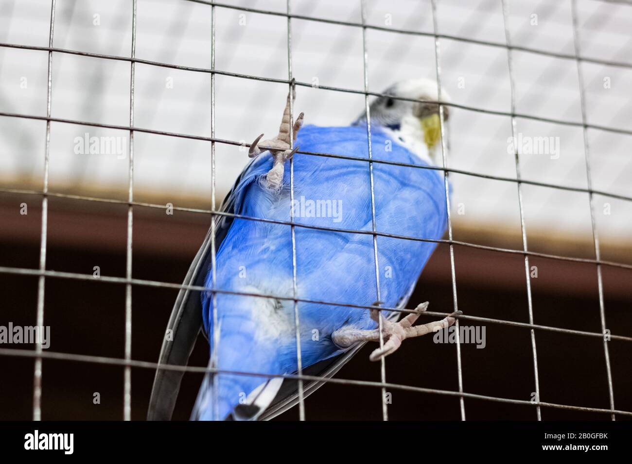 Blue bird on a cell grate closeup Stock Photo - Alamy