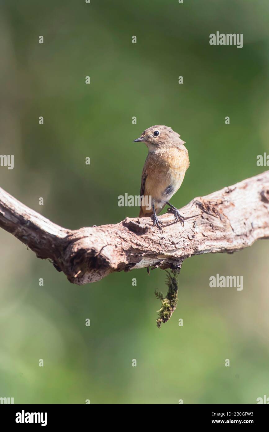 Juvenile chiffchaff hi-res stock photography and images - Alamy