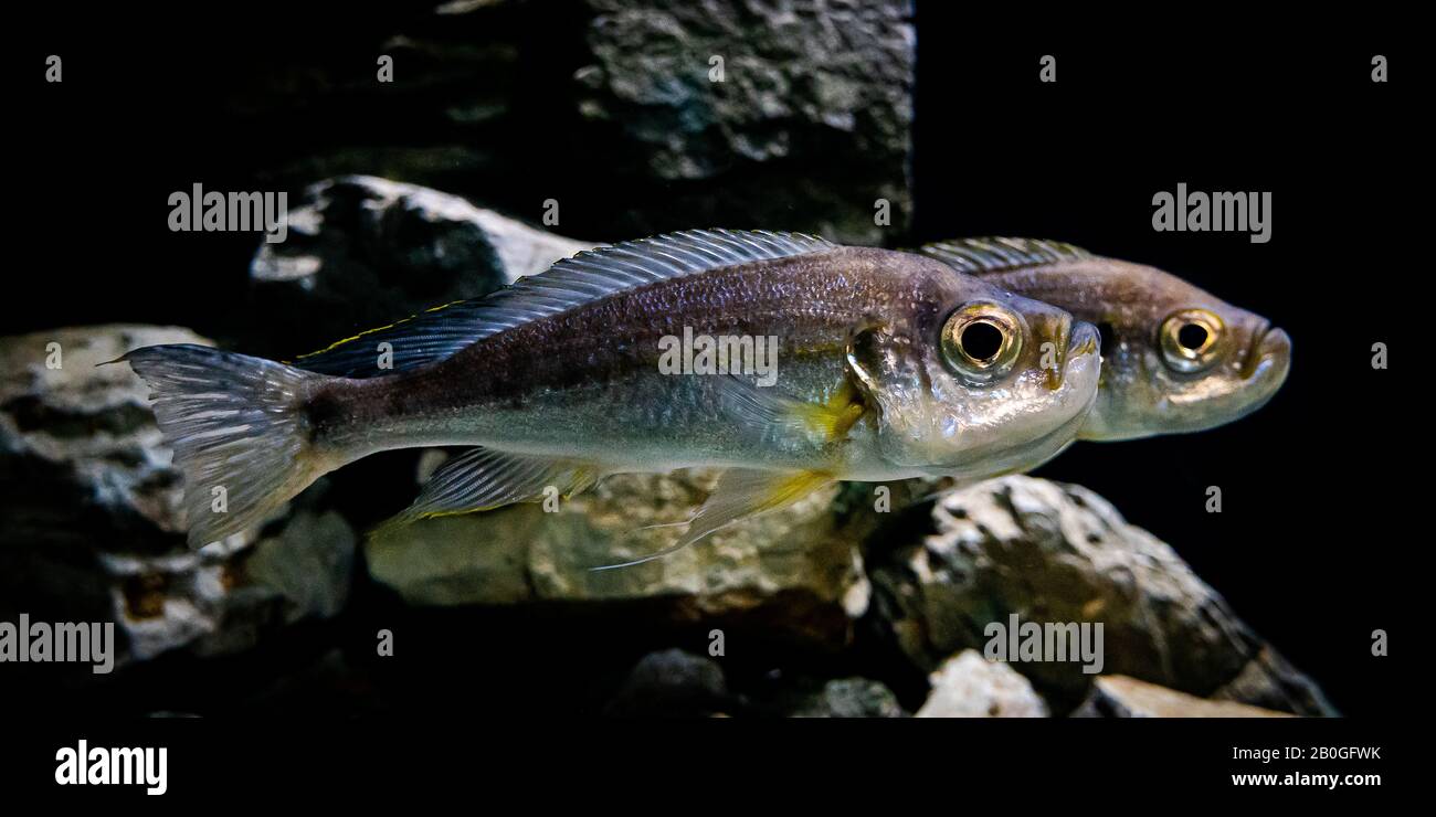 Aquarium fish silver white hi-res stock photography and images - Alamy