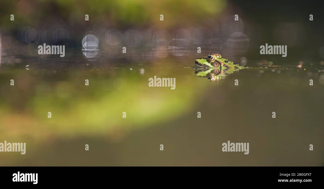 Female pool frog in pond in forest Stock Photo - Alamy