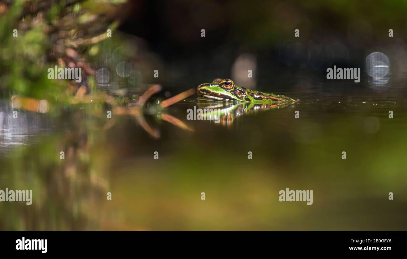 Female pool frog in pond in forest Stock Photo - Alamy