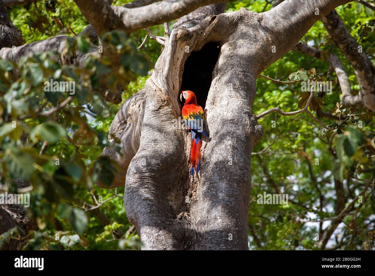 Scarlet macaw nest hi-res stock photography and images - Alamy